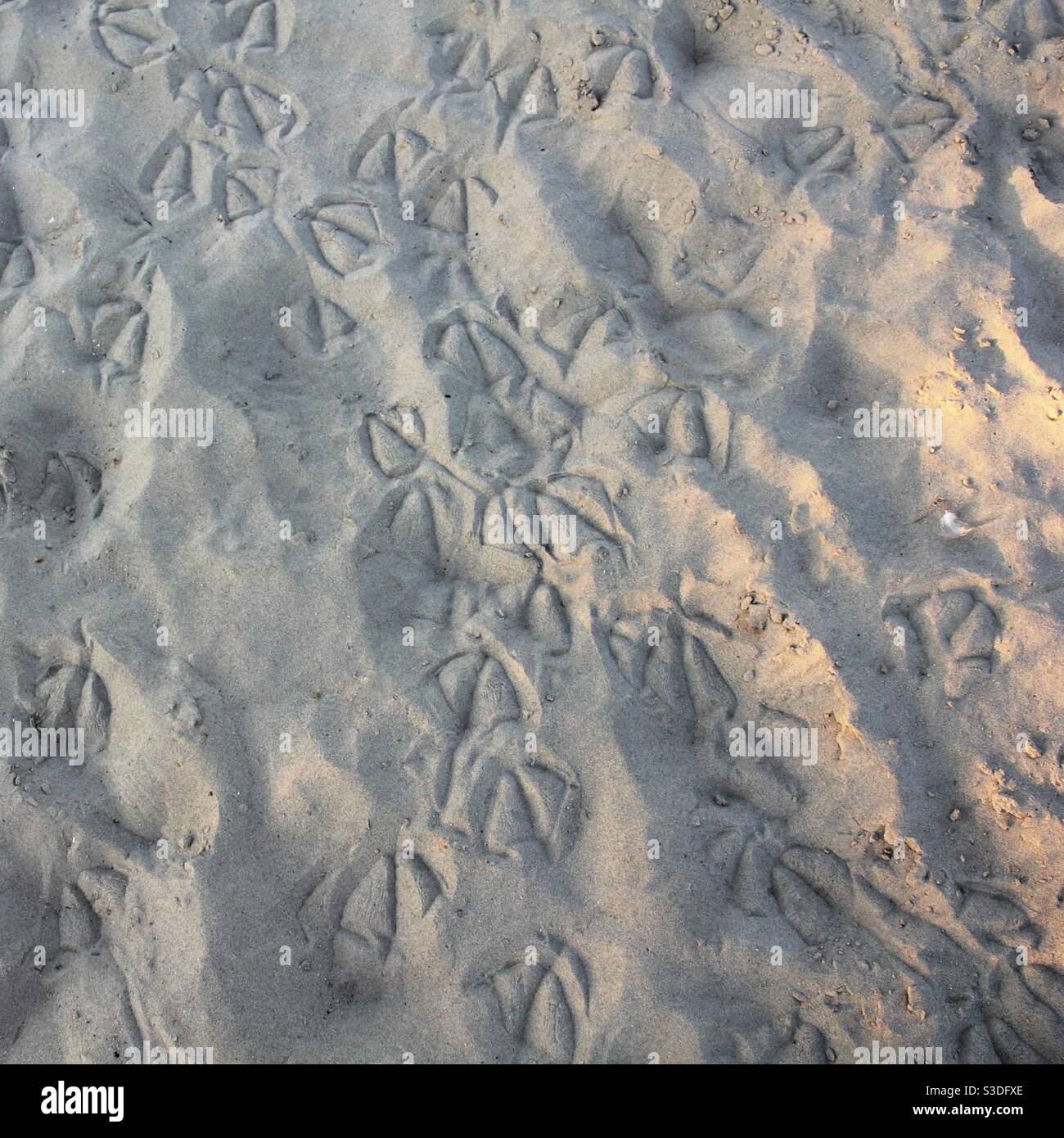 Tracks of birds hi-res stock photography and images - Alamy