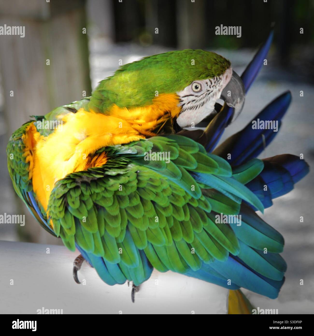 Parakeet preening hi-res stock photography and images - Alamy