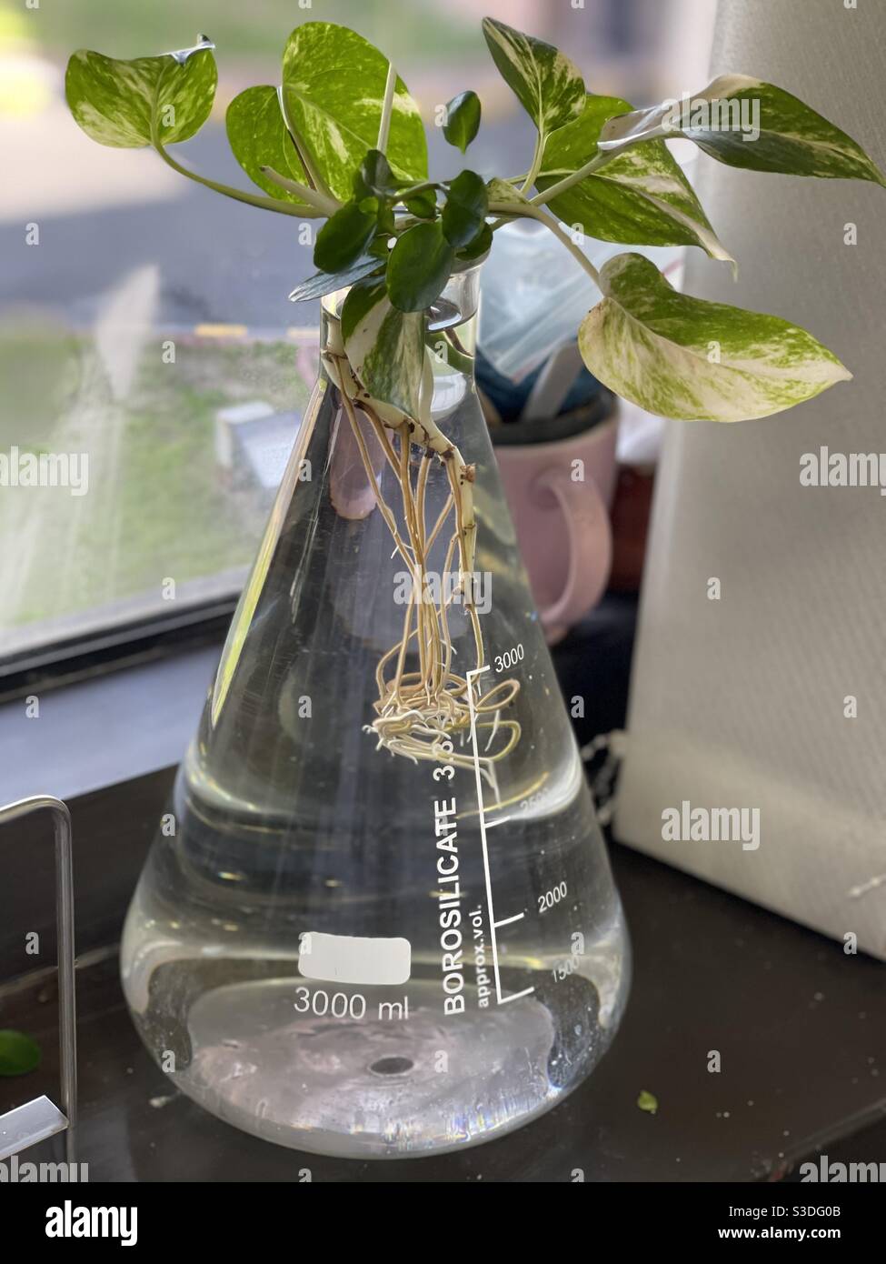 Plant lab hi-res stock photography and images - Alamy