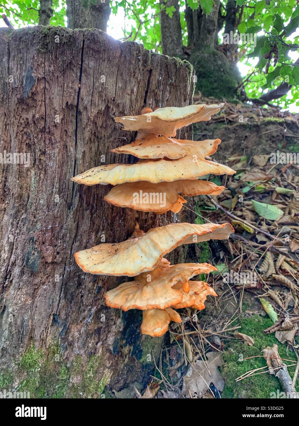 Fungus tree stump hi-res stock photography and images - Alamy