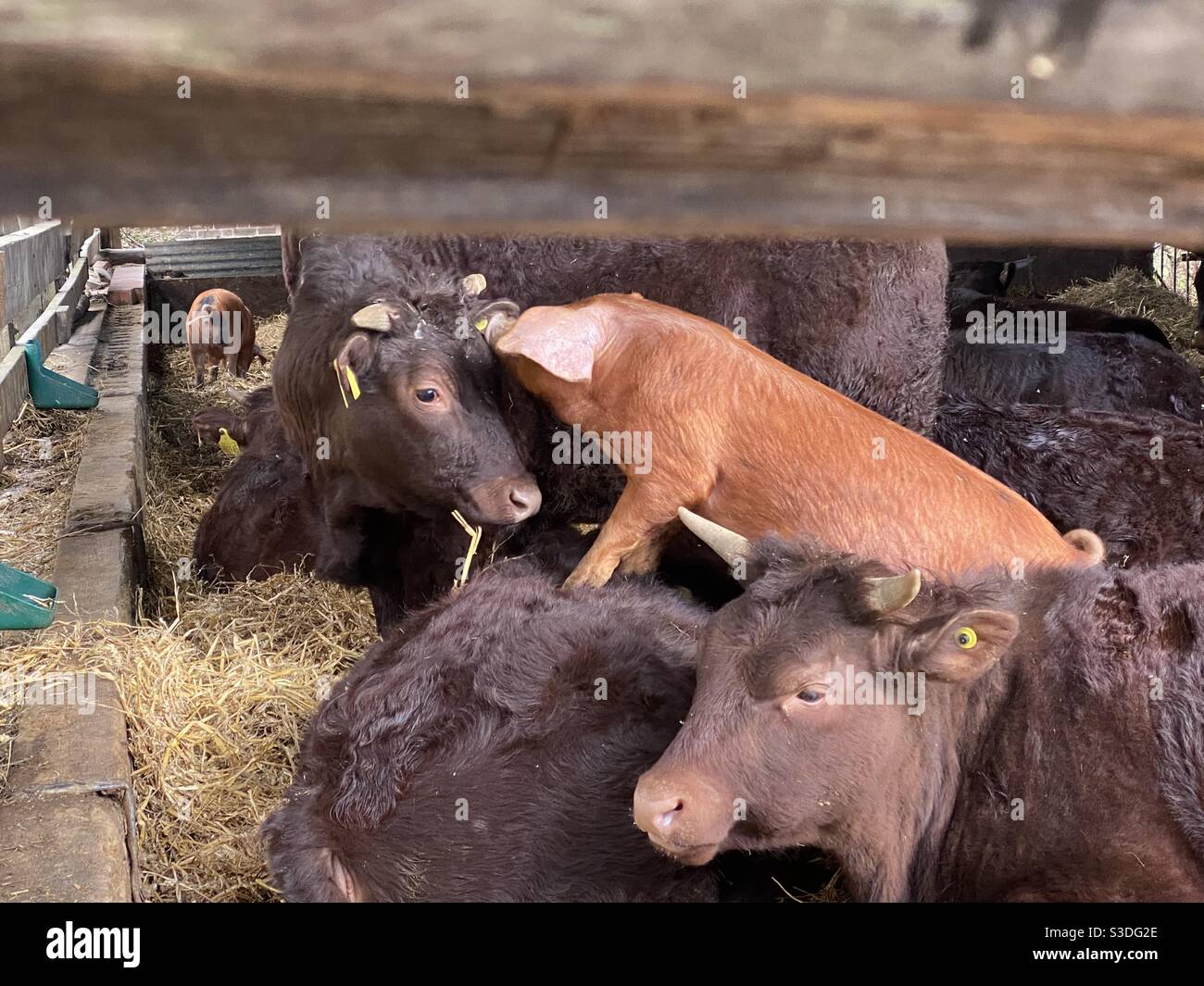 Cow and pig hi-res stock photography and images - Alamy