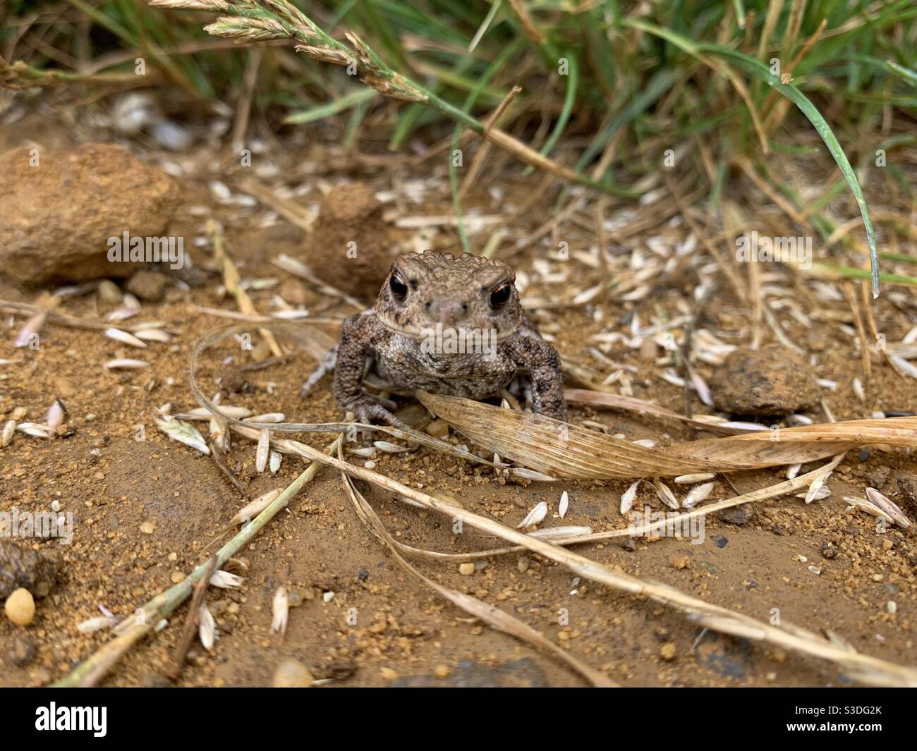 Baby Toad High Resolution Stock Photography and Images - Alamy