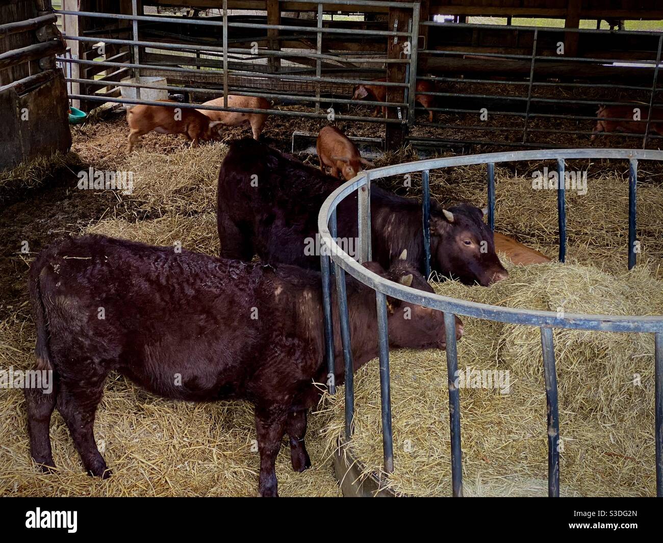 Contentedly hi-res stock photography and images - Alamy