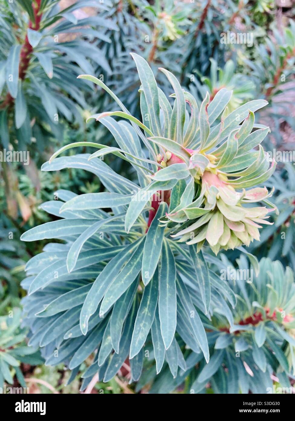 Structural plant hi-res stock photography and images - Alamy