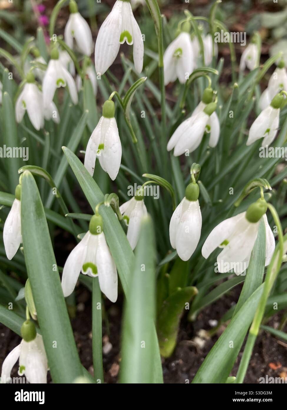 Snow drops hi-res stock photography and images - Alamy
