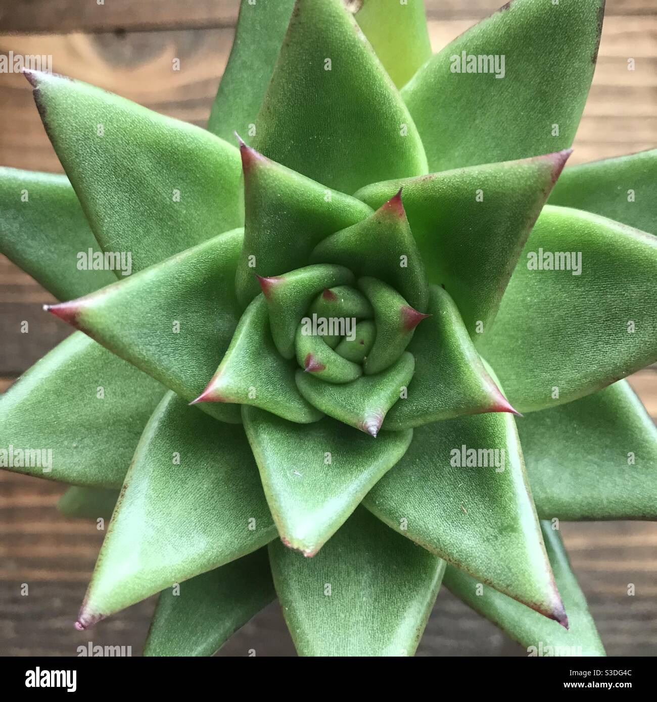 Star Cactus Flower High Resolution Stock Photography and Images - Alamy