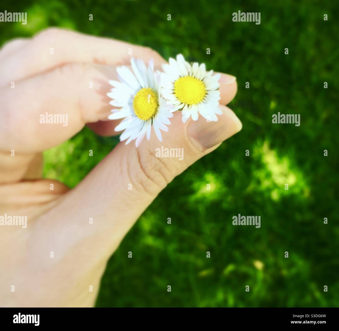 Daisy in hand Stock Photo - Alamy