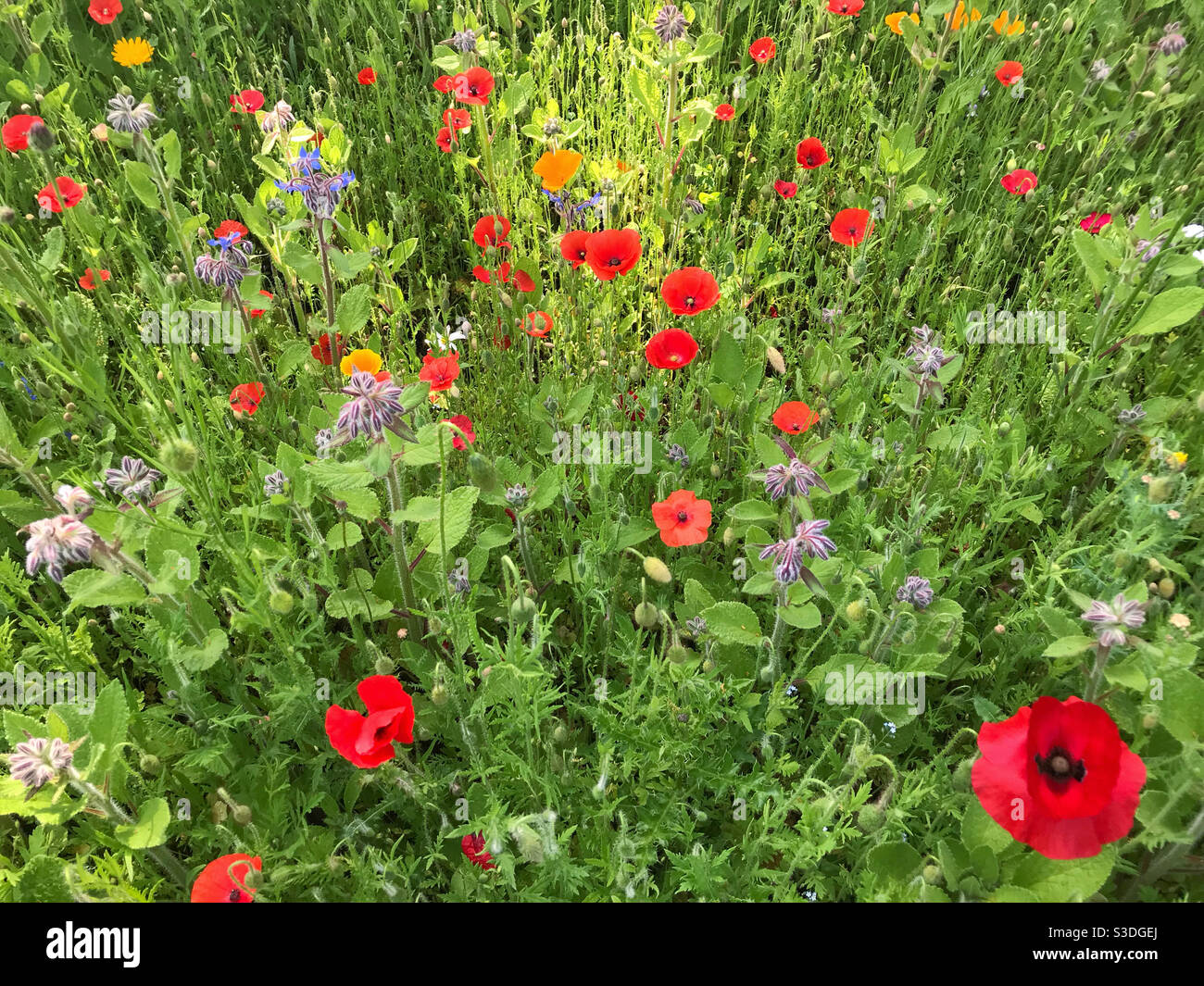 Encourage pollinators hi-res stock photography and images - Alamy