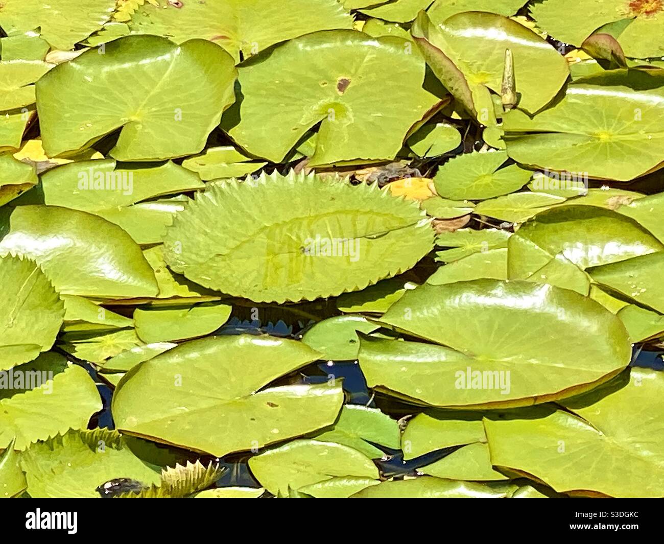 Floating lotus leaves hi-res stock photography and images - Alamy
