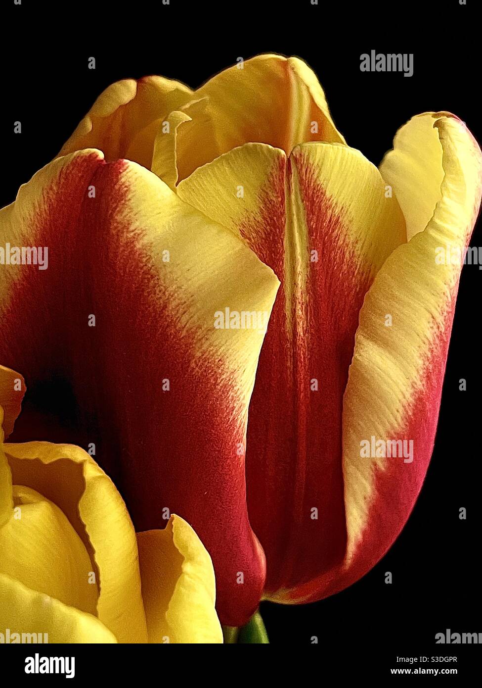 Tulip colour hi-res stock photography and images - Alamy