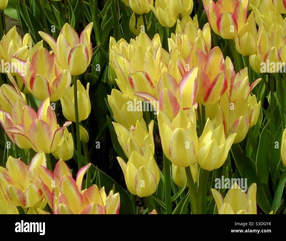 Tulip garden, Holland, Michigan USA Stock Photo - Alamy