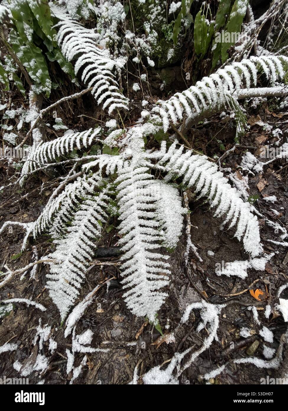 Snow covered fern fronds Stock Photo - Alamy