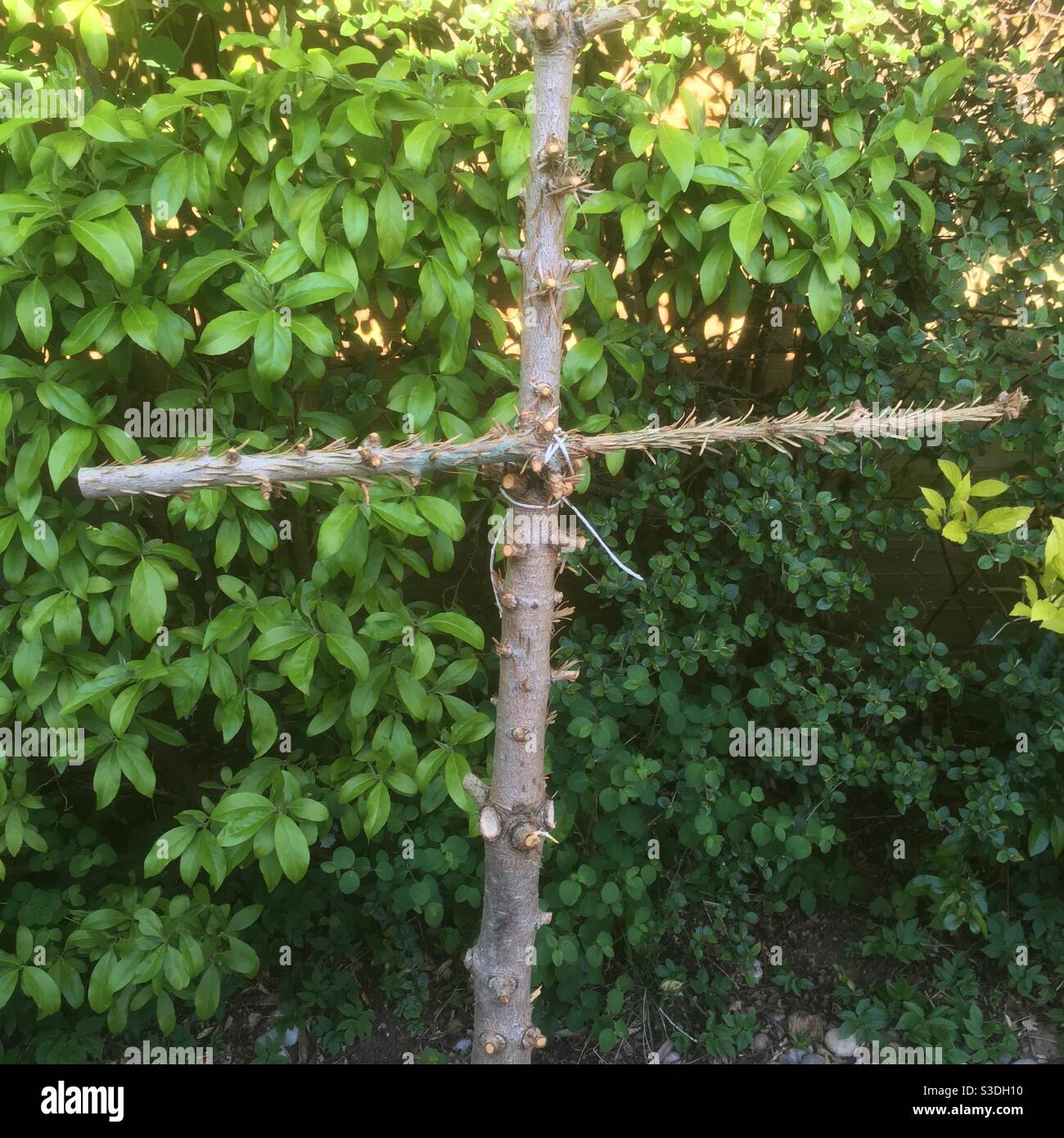 Christmas tree cross hi-res stock photography and images - Alamy