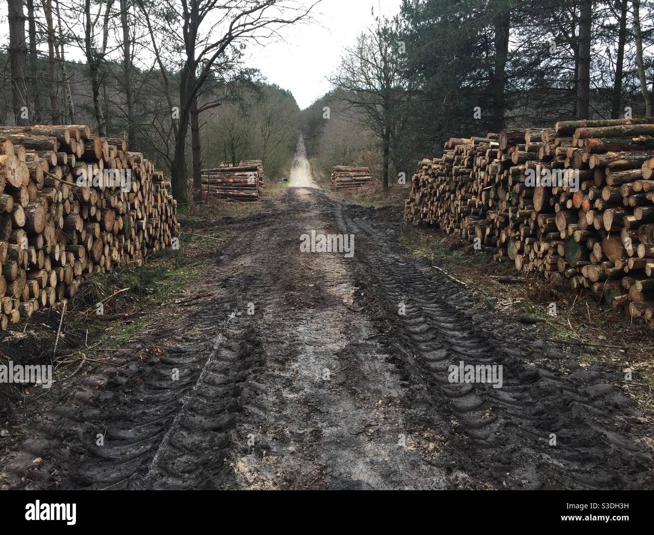Log walk hi-res stock photography and images - Alamy