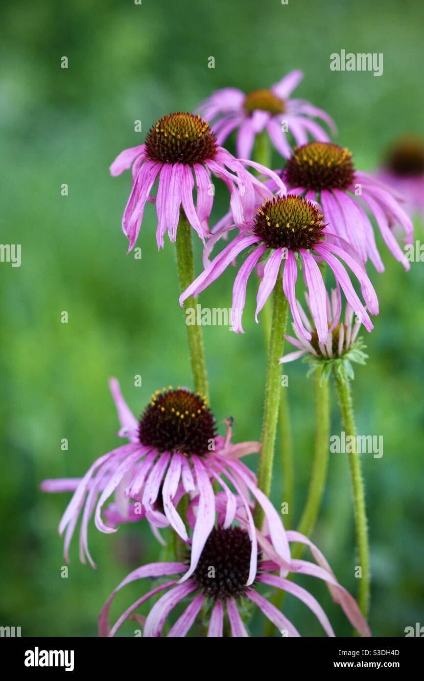 Cluster of pink wildflowers hi-res stock photography and images - Alamy