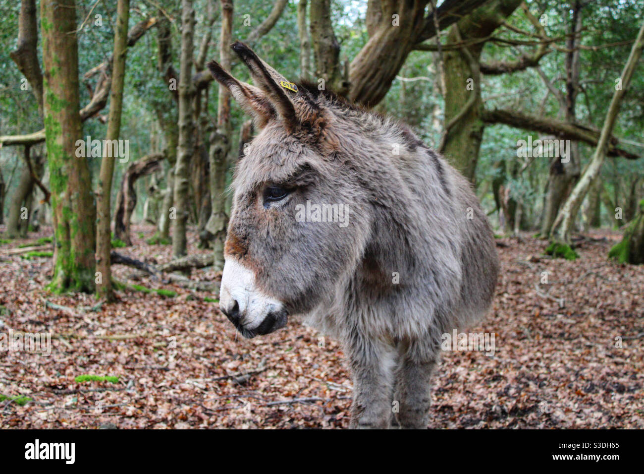 New forest donkey hi-res stock photography and images - Alamy