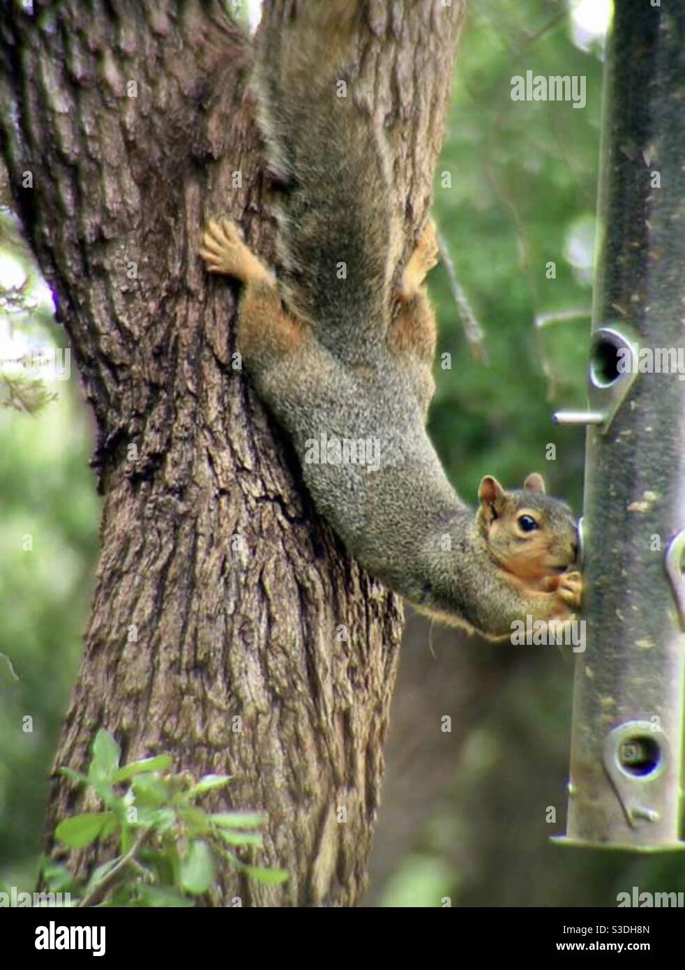 Sneaky pictures or photographs hi-res stock photography and images - Alamy