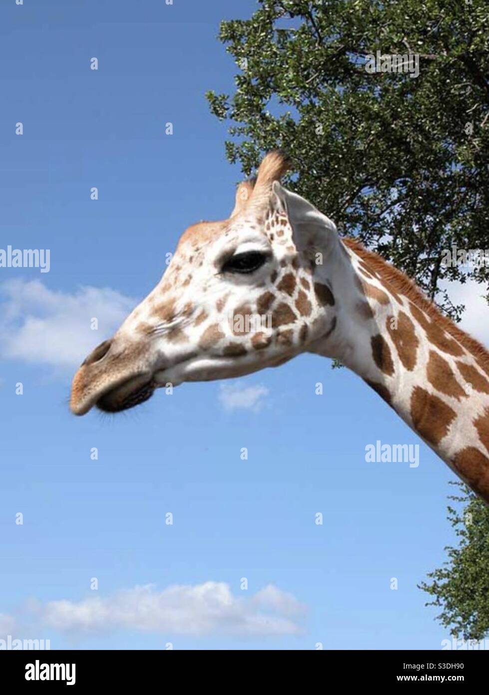 Giraffe tall hi-res stock photography and images - Alamy