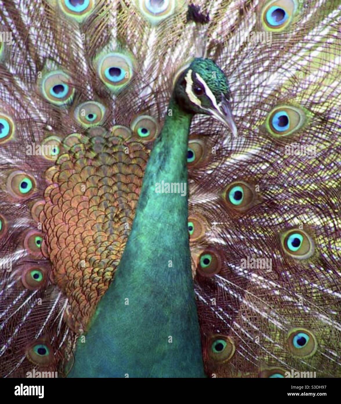 Magnificent peacock hi-res stock photography and images - Alamy