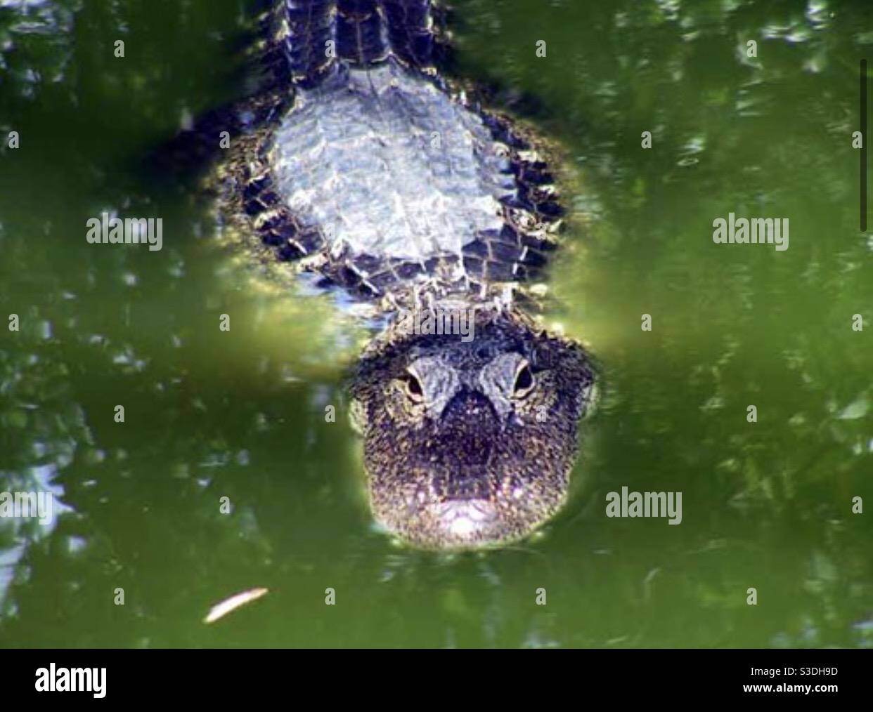 Scary alligator hi-res stock photography and images - Alamy