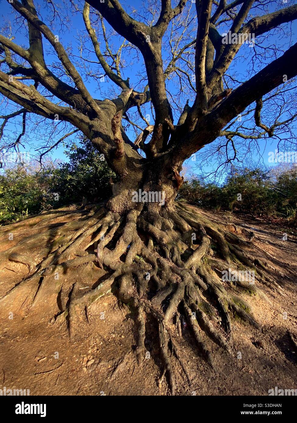 Blue sky tree roots hi-res stock photography and images - Alamy