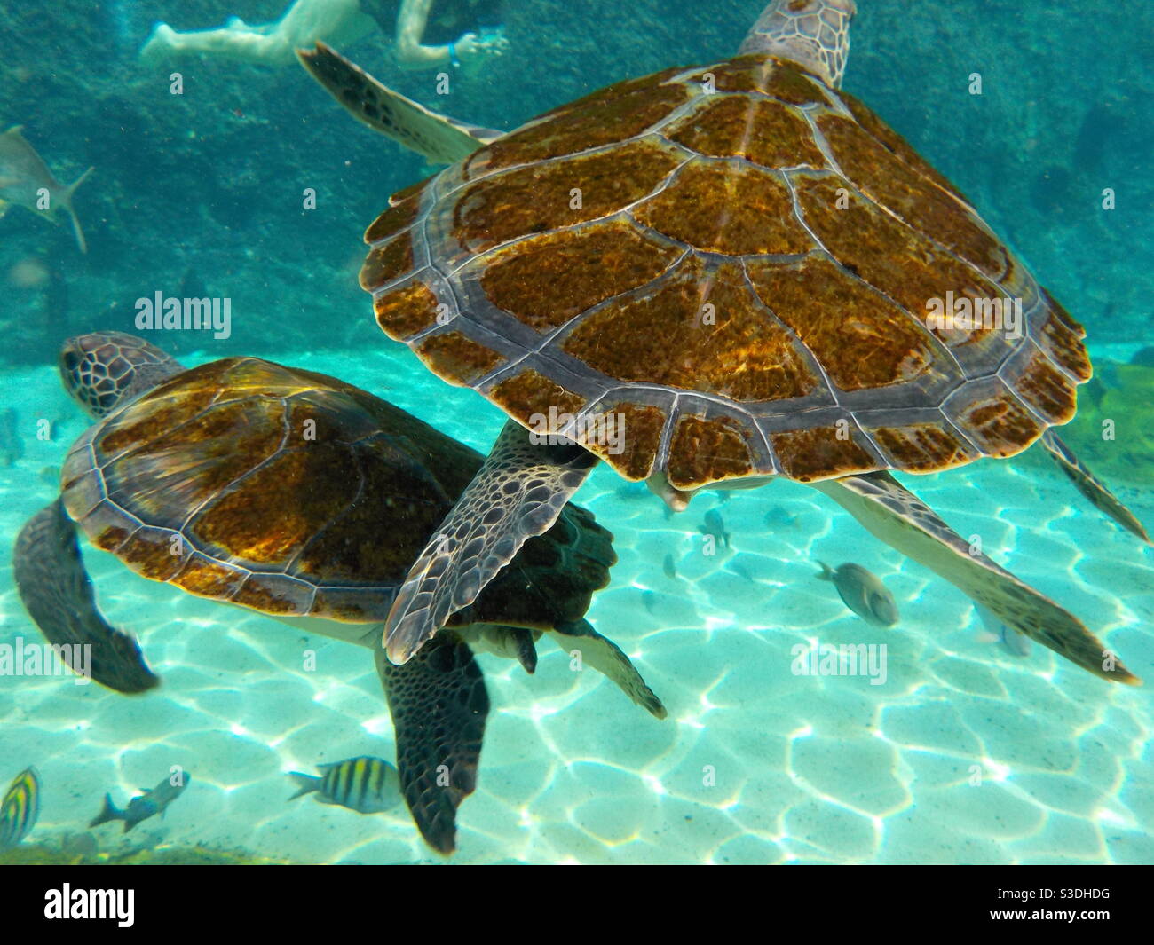Turtles fish hi-res stock photography and images - Alamy