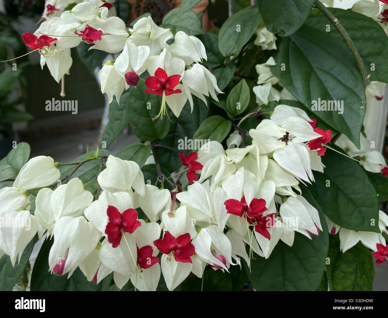Beautiful Bleeding Heart Flowers Stock Photo - Alamy