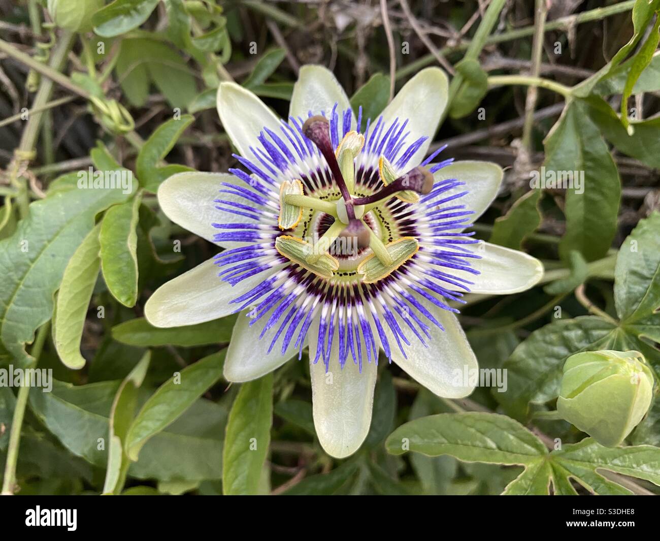 Passionflower hi-res stock photography and images - Alamy
