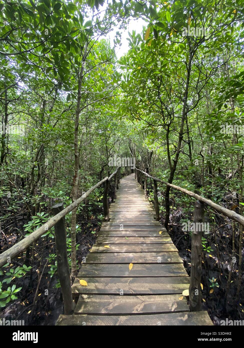 Jozani forest zanzibar not monkey hi-res stock photography and images ...