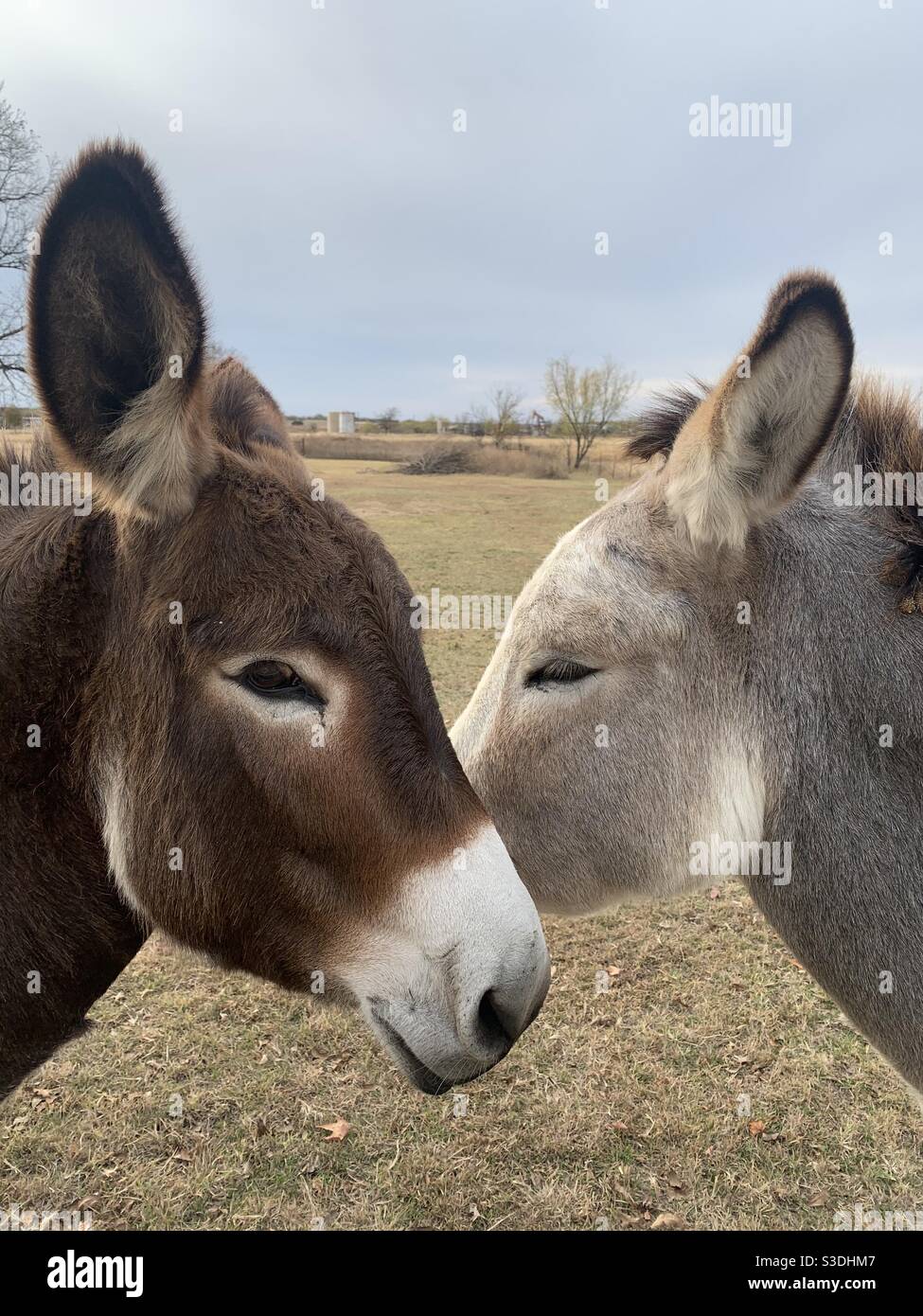 Donkey Love To Give Hugs