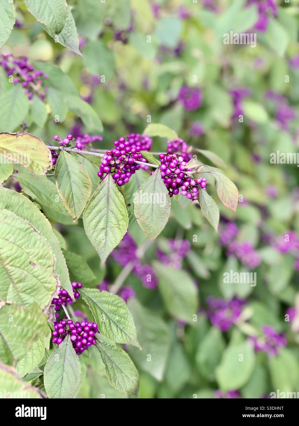 Purple berries hi-res stock photography and images - Alamy