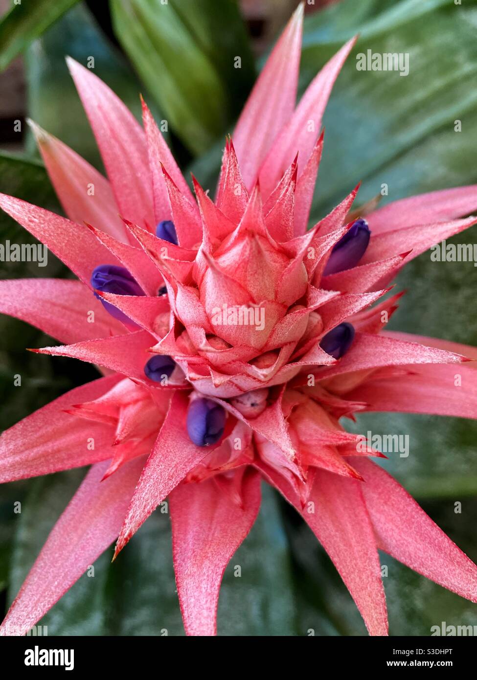 Pink bromeliad flower hi-res stock photography and images - Alamy