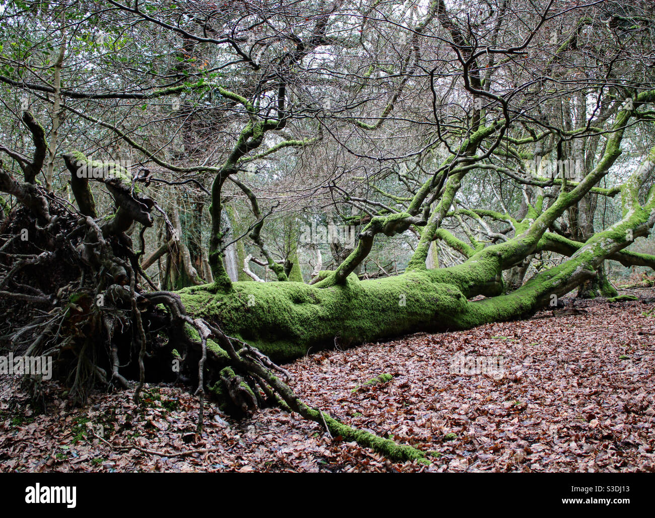 Miss covered tree hi-res stock photography and images - Alamy