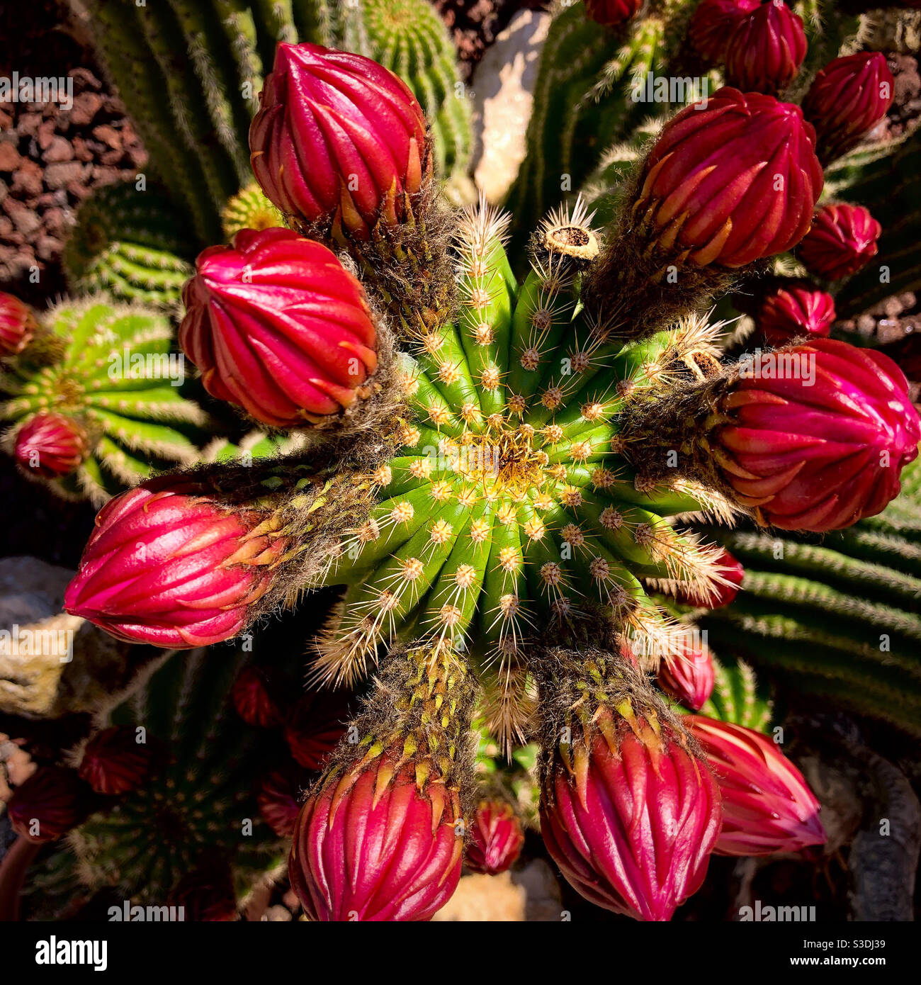 Red spiky flower hi-res stock photography and images - Alamy