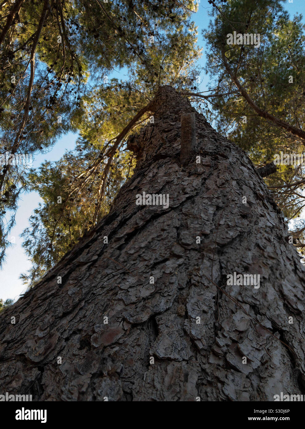 Tall pine tree hi-res stock photography and images - Alamy
