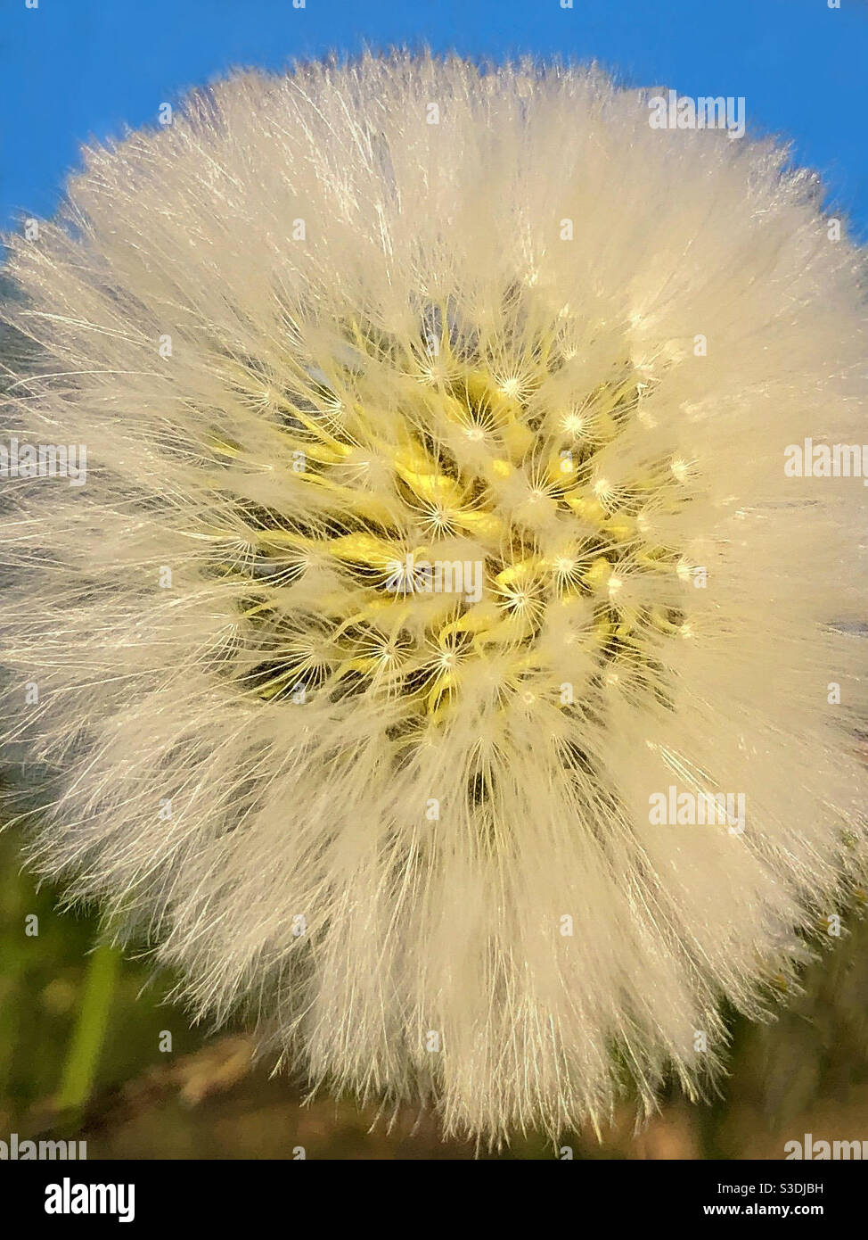 Seed head and flower hi-res stock photography and images - Alamy
