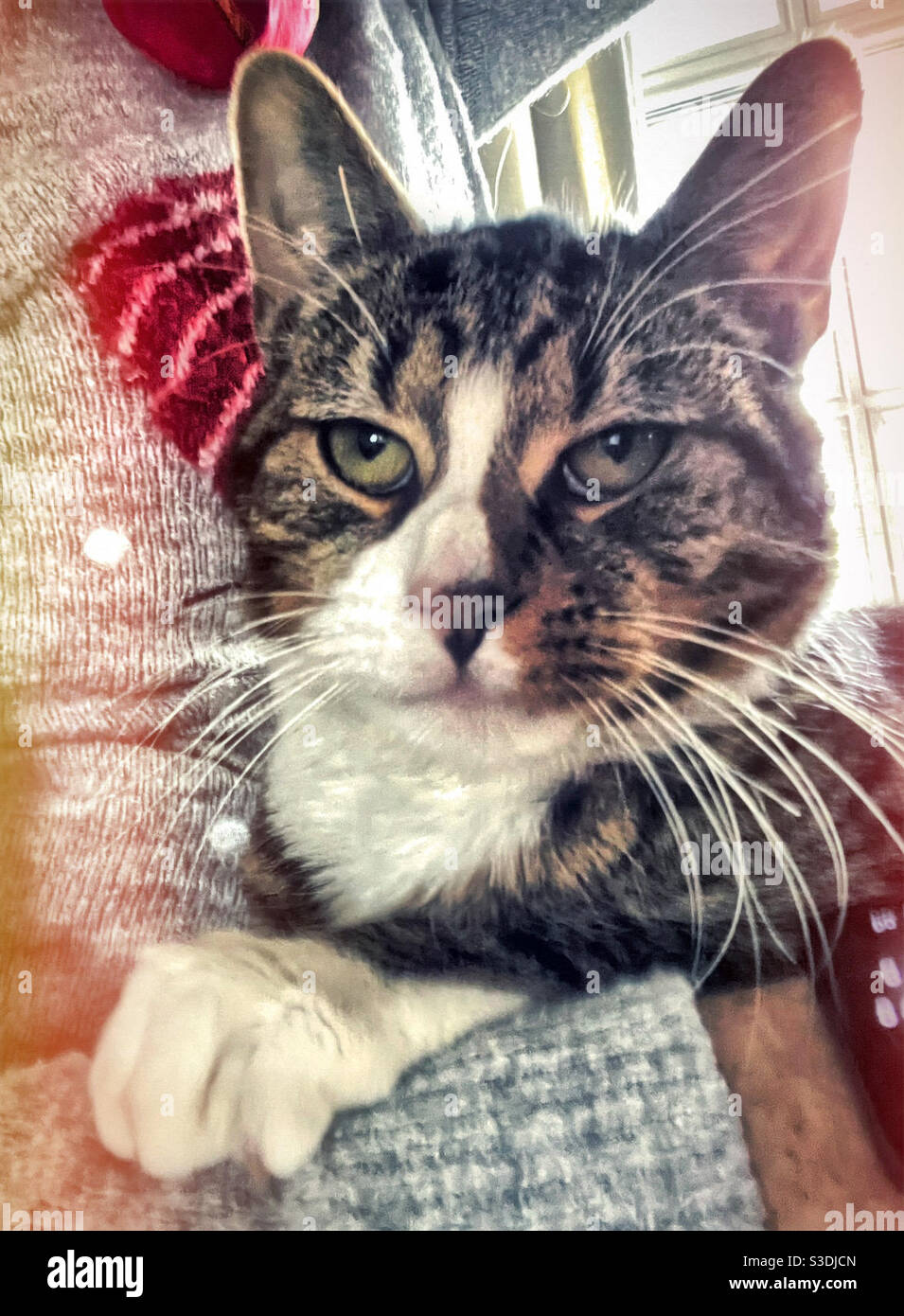 The He-Cat Bernie Stock Photo - Alamy