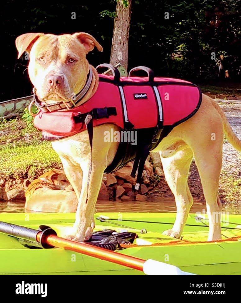 Poser dog hi-res stock photography and images - Alamy