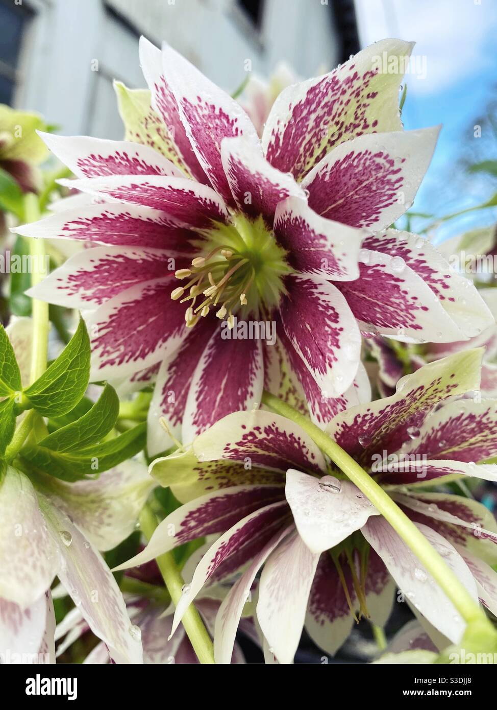 Double hellebore flowers hi-res stock photography and images - Alamy