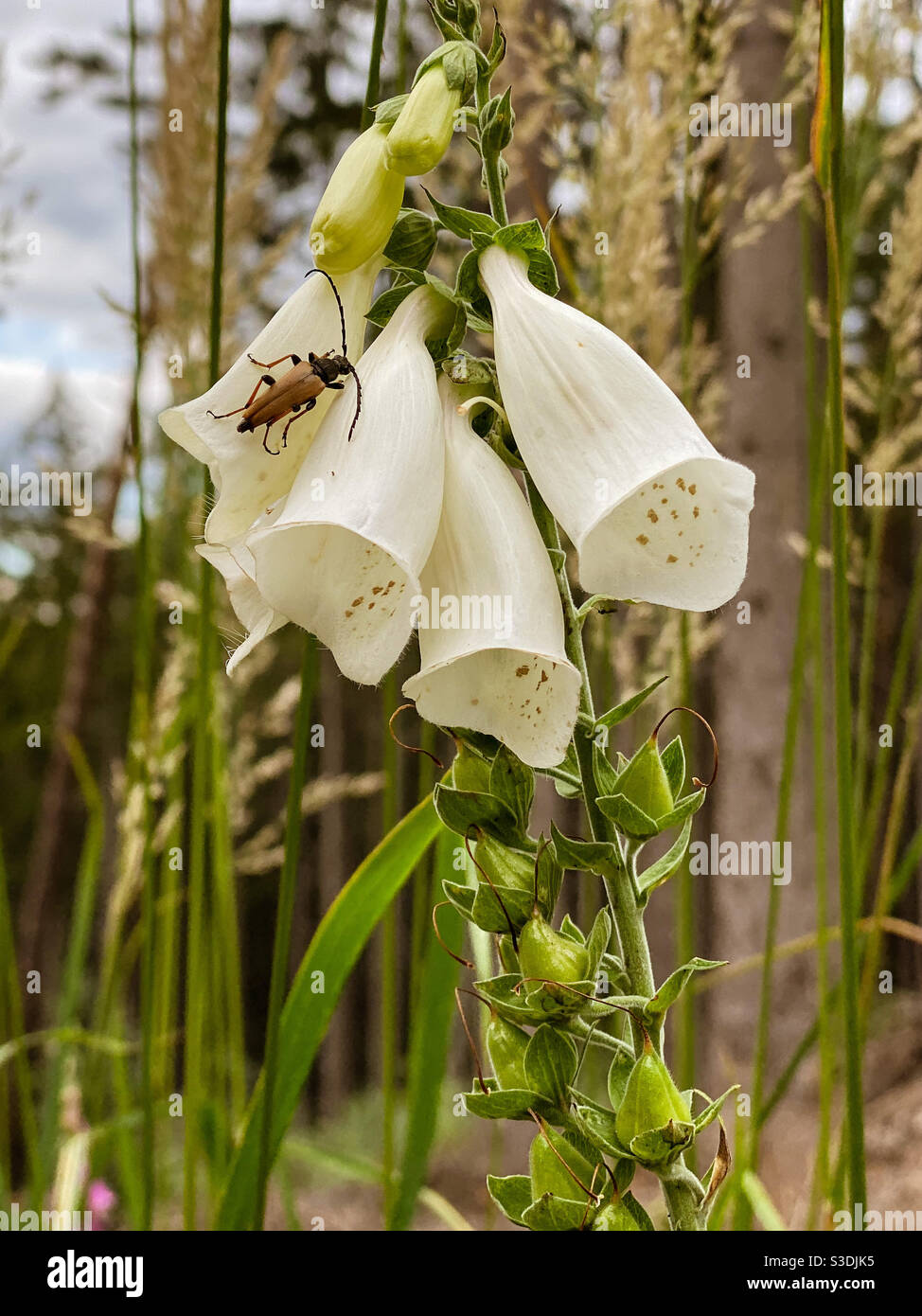 Beautifulplant hi-res stock photography and images - Alamy