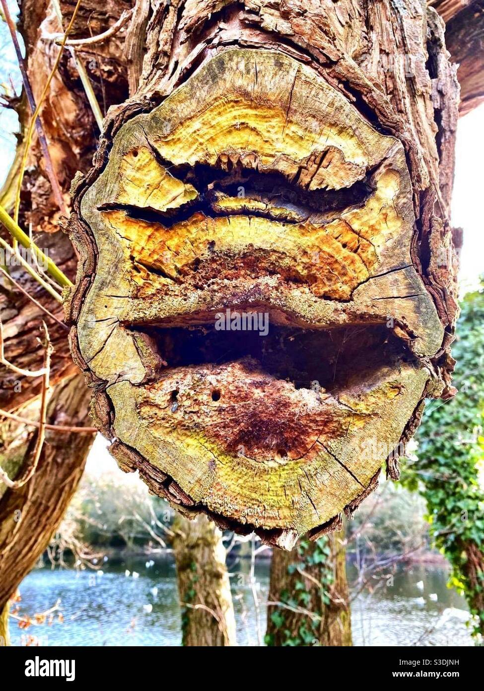 Tree branch cut in half Stock Photo - Alamy