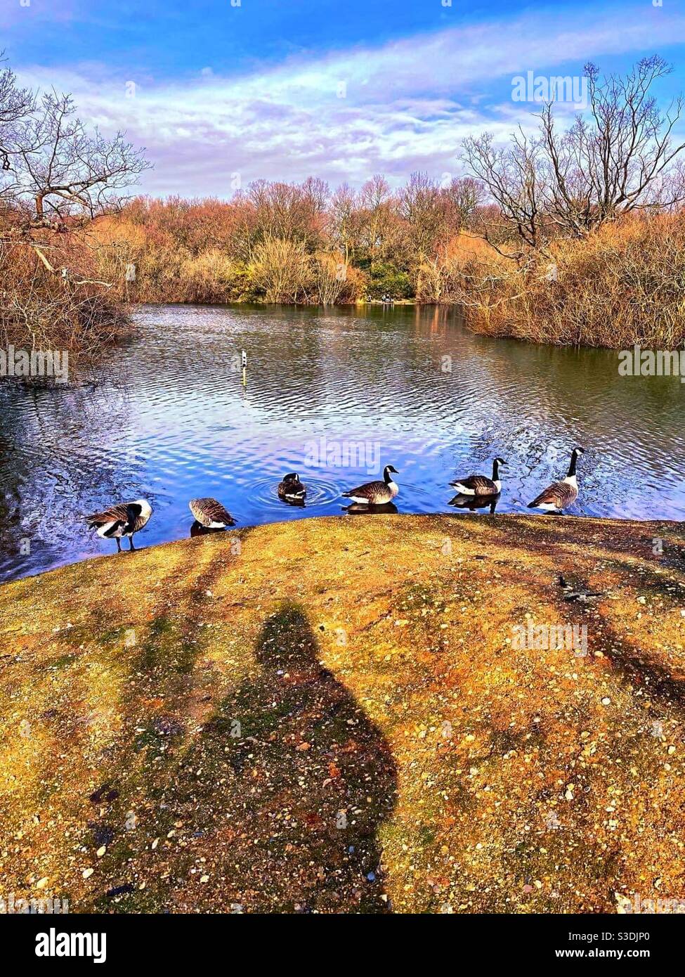 Ducks line up Stock Photo - Alamy