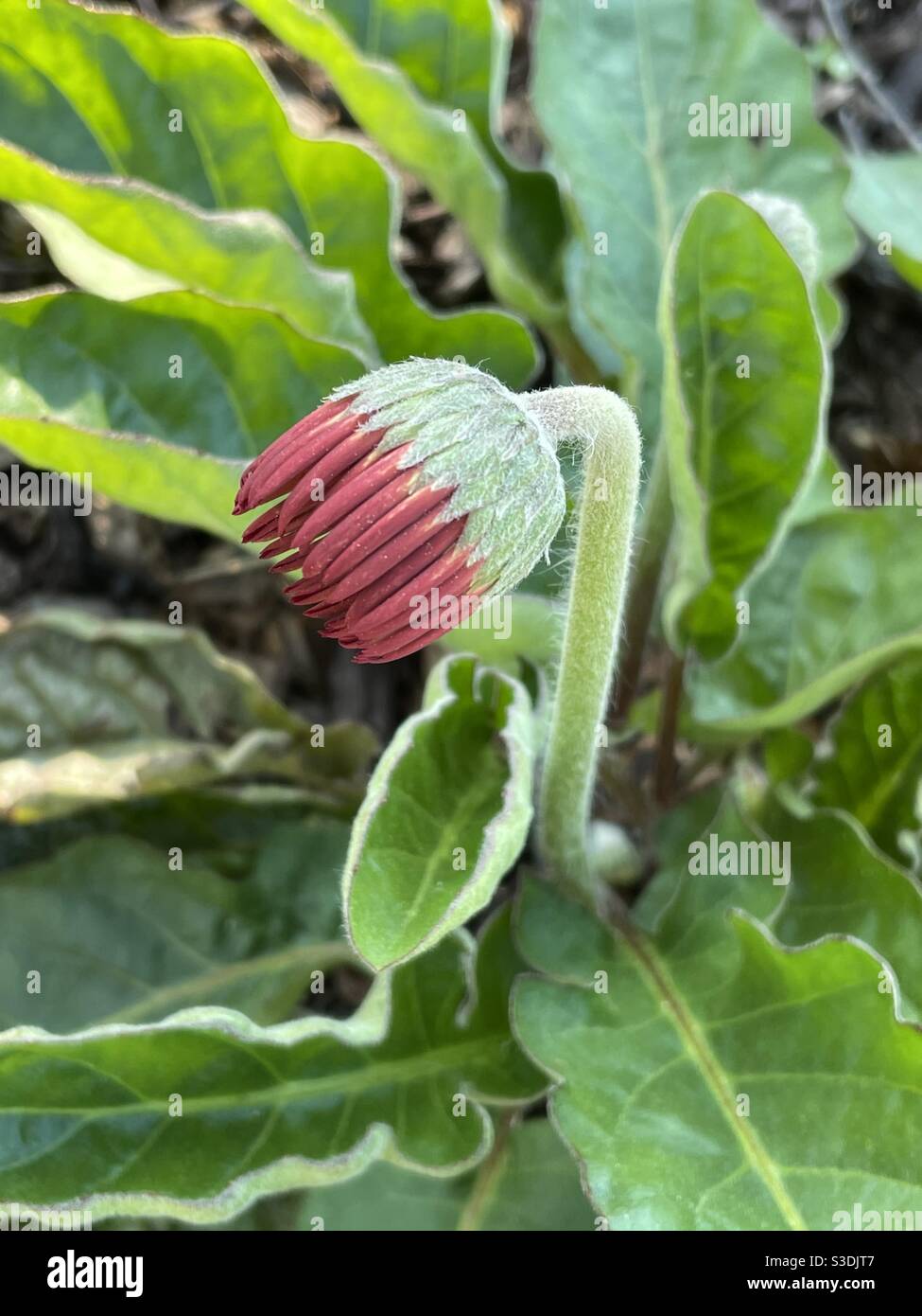 Bud of a red daisy flower Stock Photo - Alamy