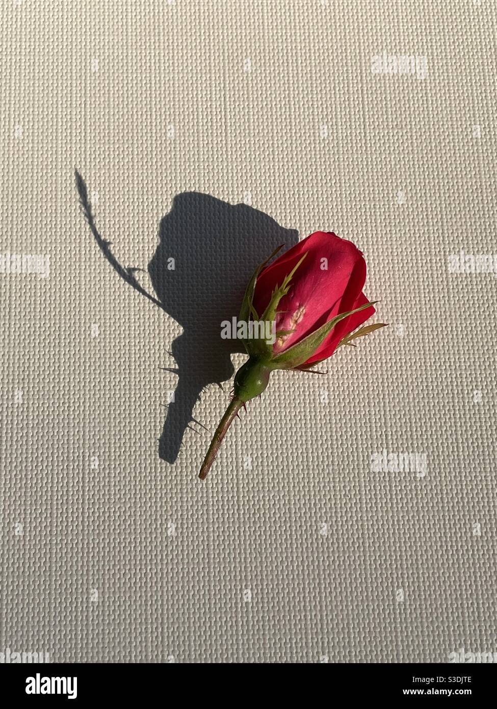 Single red rose bud and shadow on canvas background Stock Photo - Alamy