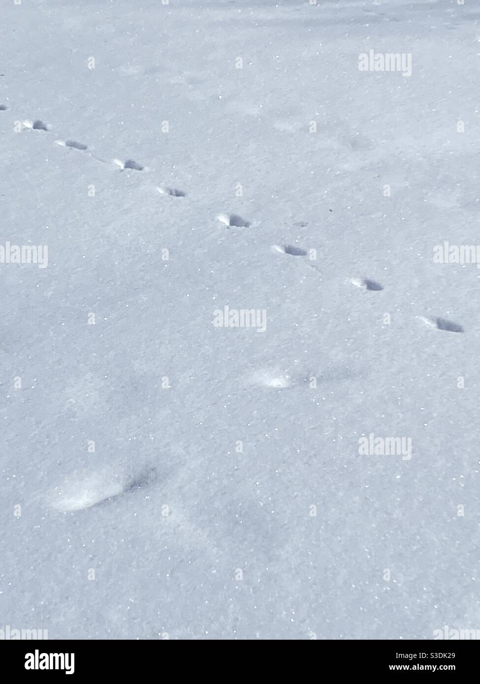 Snowprints hi-res stock photography and images - Alamy