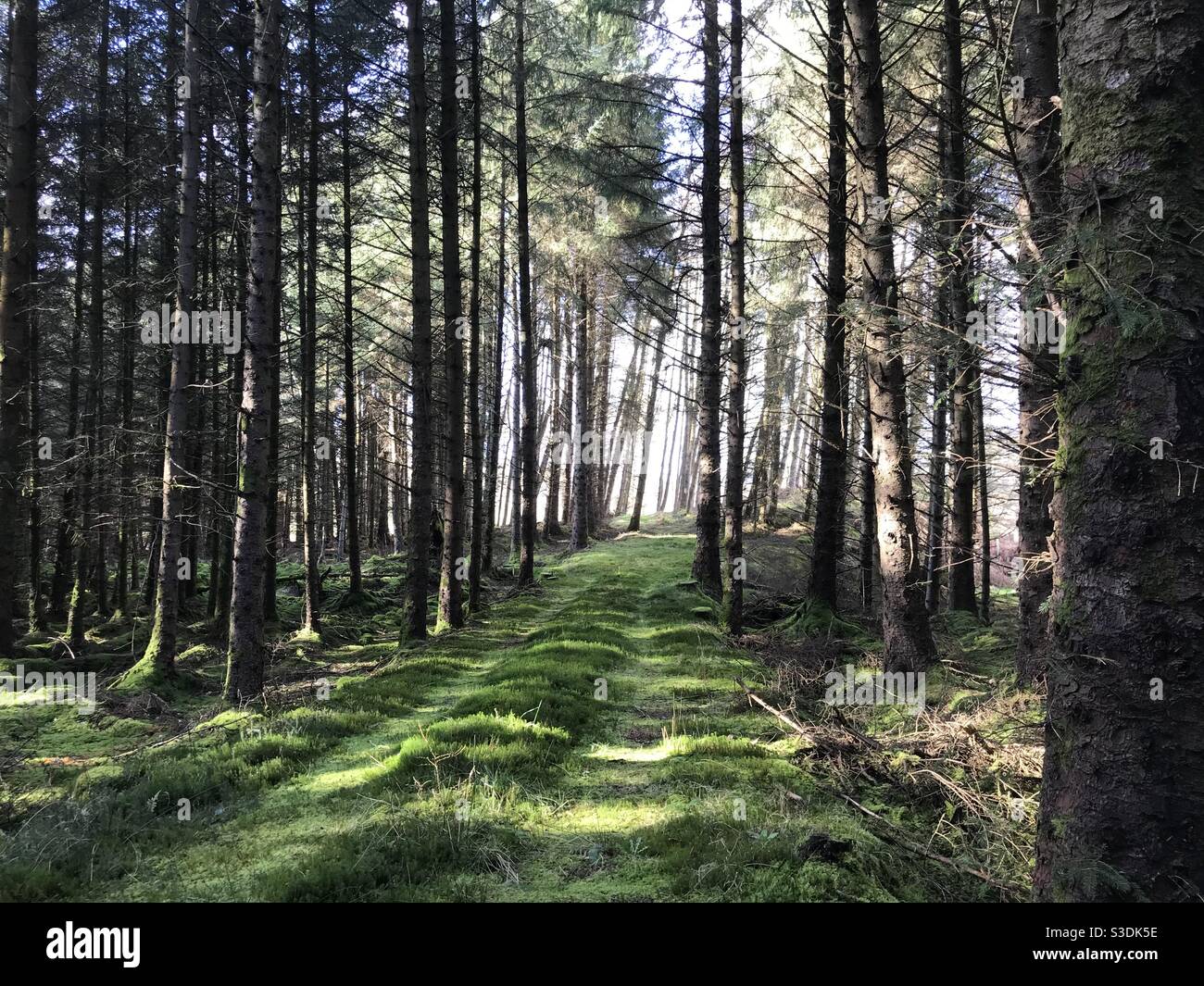 Moody forest pathway hi-res stock photography and images - Alamy