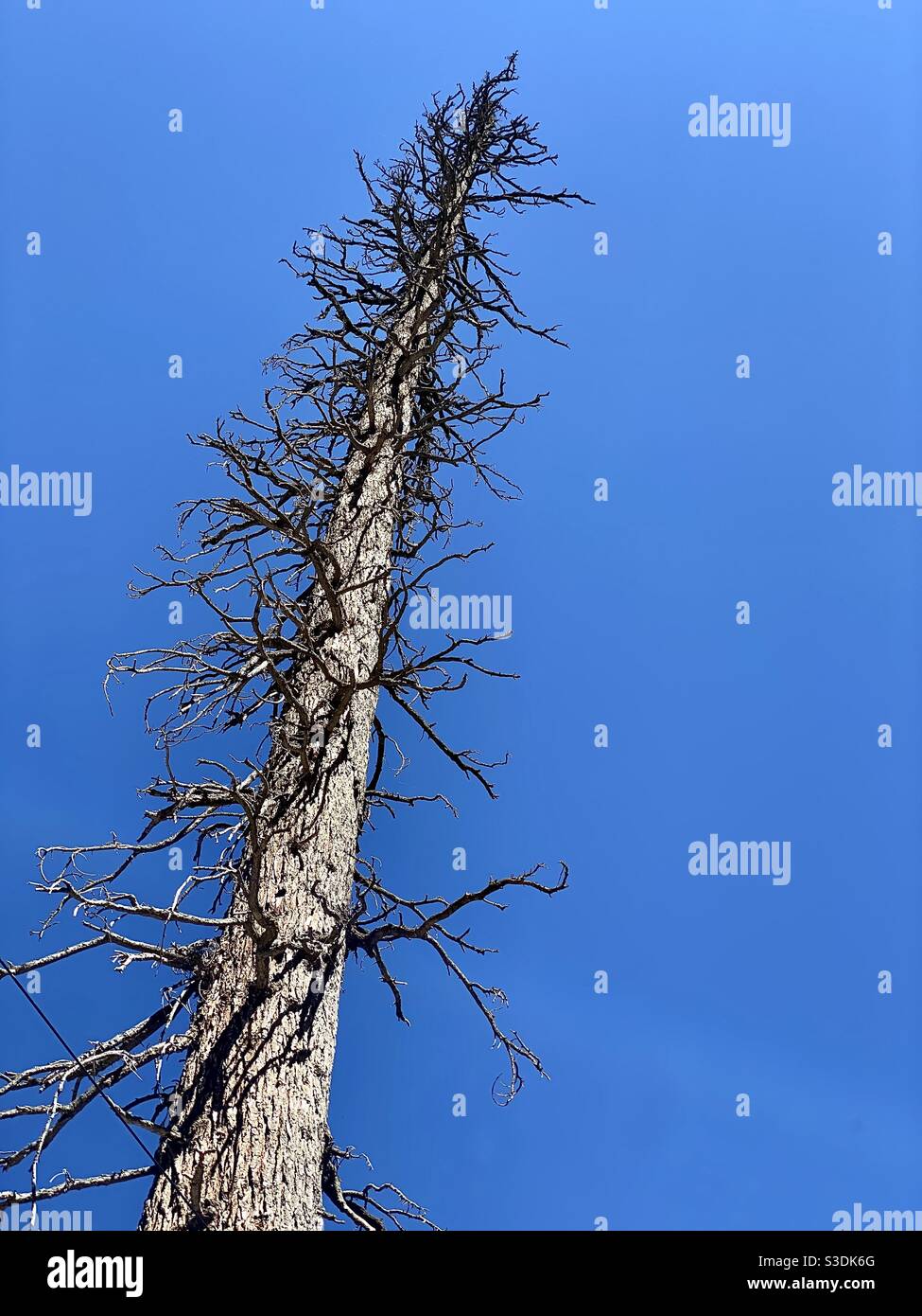 A long dry tree in the backdrop of clear blue sky in Kullu. Himachal ...