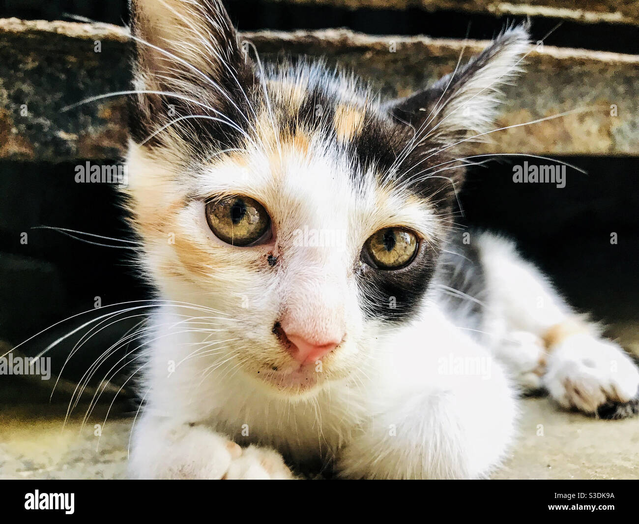 Photogenic cats hi-res stock photography and images - Alamy