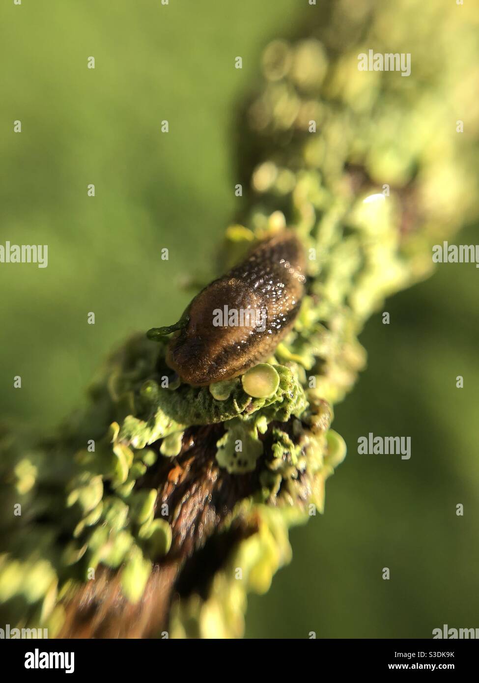 Closeup slug hi-res stock photography and images - Alamy