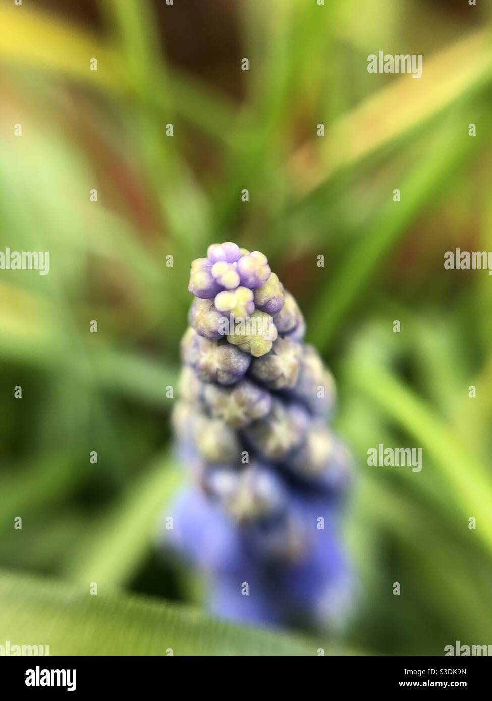 Purple one hi-res stock photography and images - Alamy